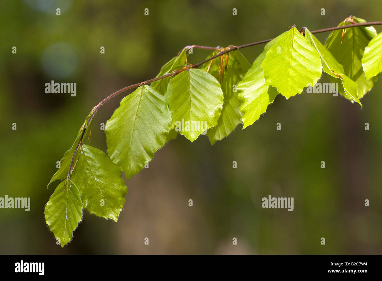Spring foliage of the European Beech or Common Beech (Fagus sylvatica ...