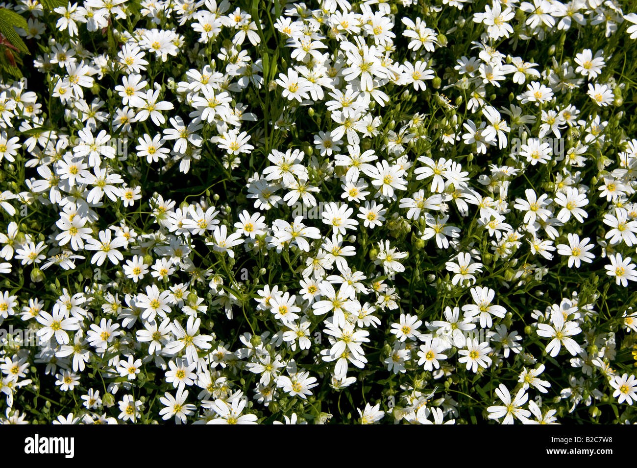 Flowering Greater Stitchwort (Stellaria holostea), Schleswig-Holstein ...