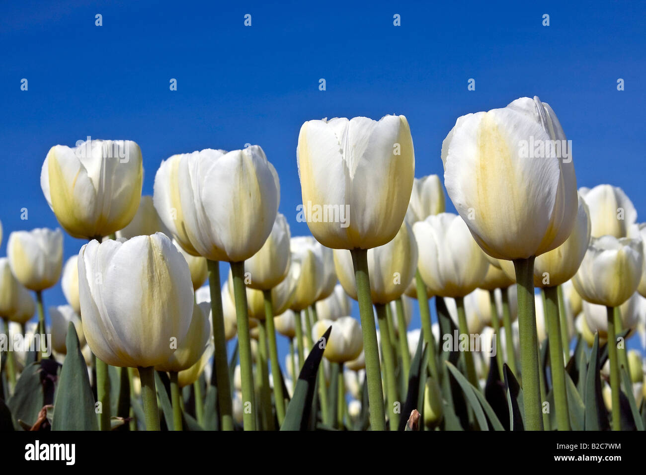 Species tulips hi-res stock photography and images - Alamy