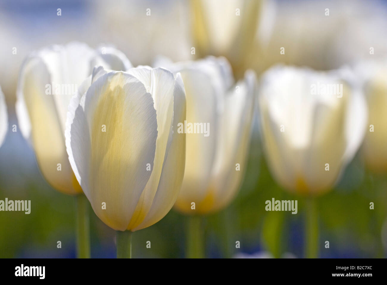White Maureen Tulips (Tulipa Maureen), belonging to the single late ...
