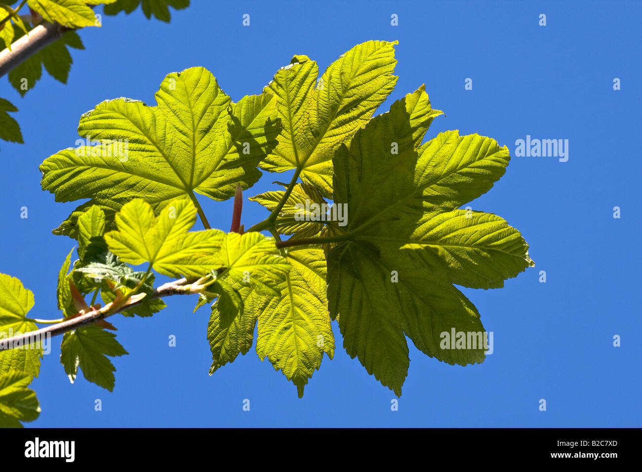 Maple tree sheets hi-res stock photography and images - Alamy