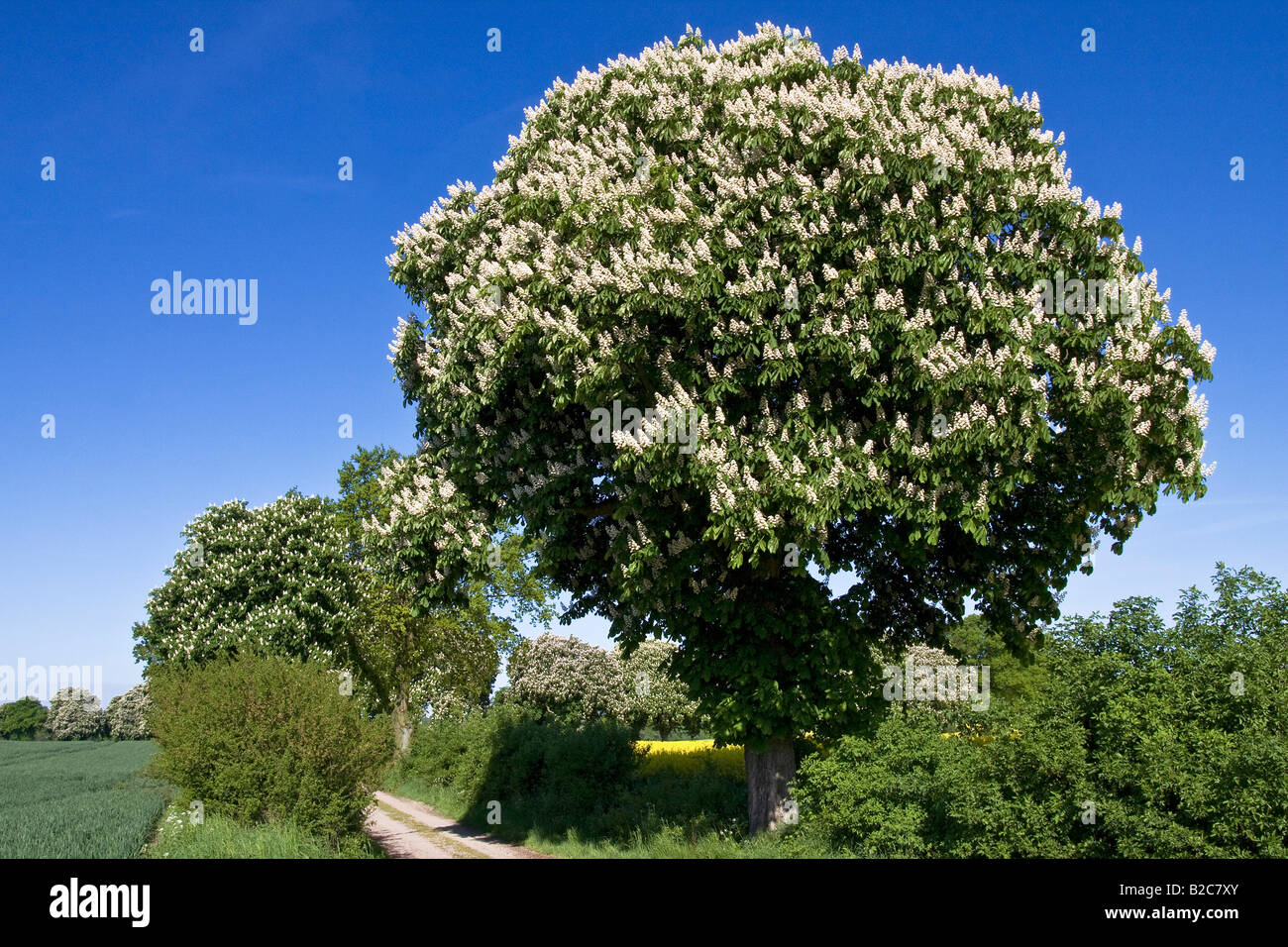 Flowering Horse Chestnut or Conker trees (Aesculus hippocastanum) in a ...