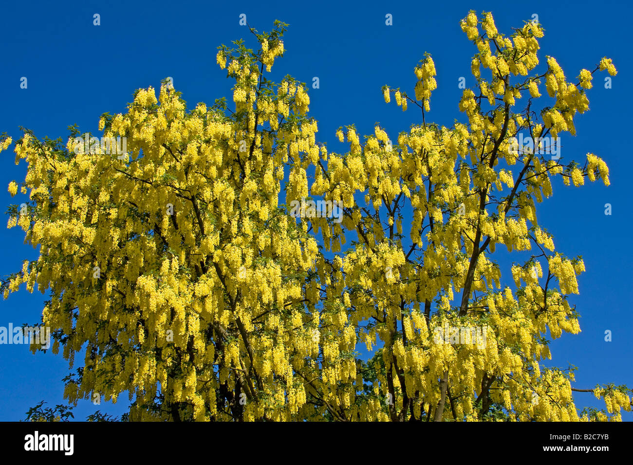 Golden Chain, Voss's Laburnum (Laburnum x watereri) in bloom, poisonous ...