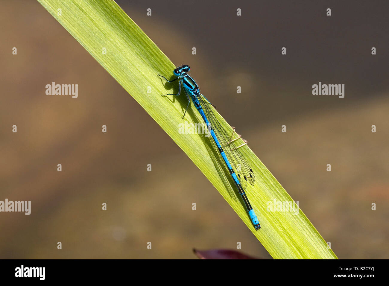 Azure Damselfly, male, (Coenagrion puella), dragonfly Stock Photo - Alamy