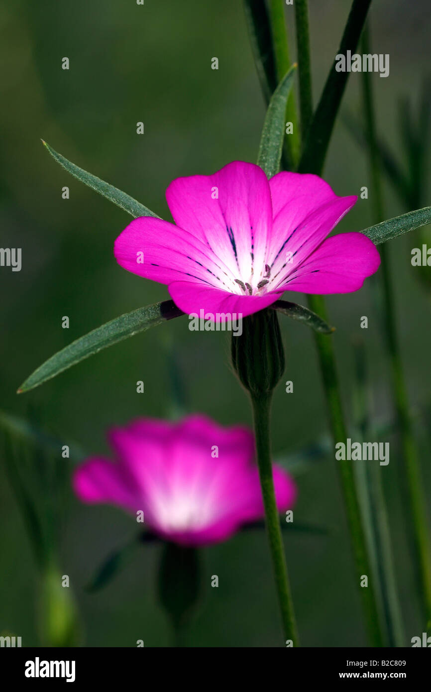 Corncockle (Agrostemma githago), blossom Stock Photo - Alamy