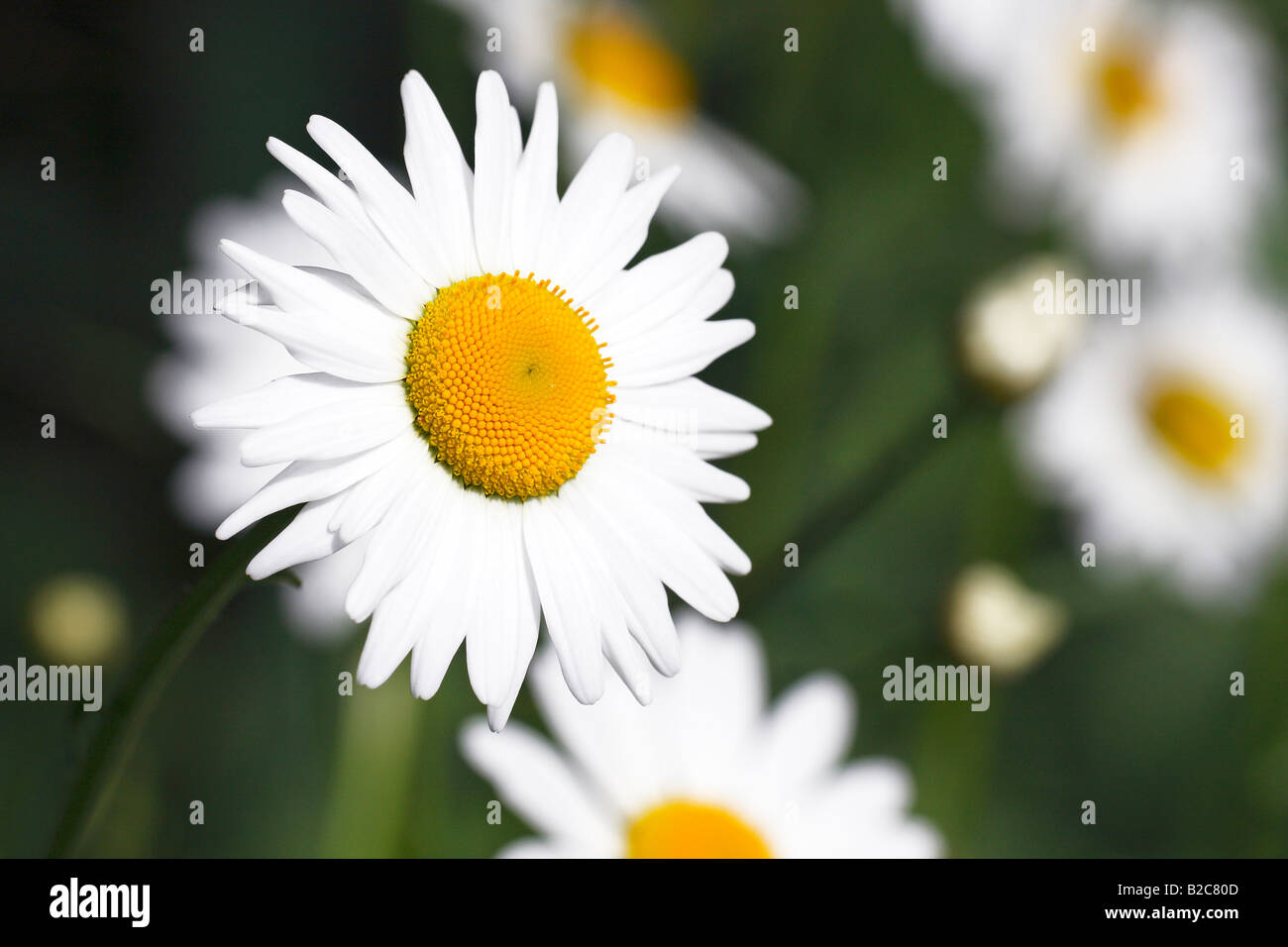 Daisy, Oxeye Daisies (Chrysanthemum leucanthemum, Leucanthemum vulgaris ...