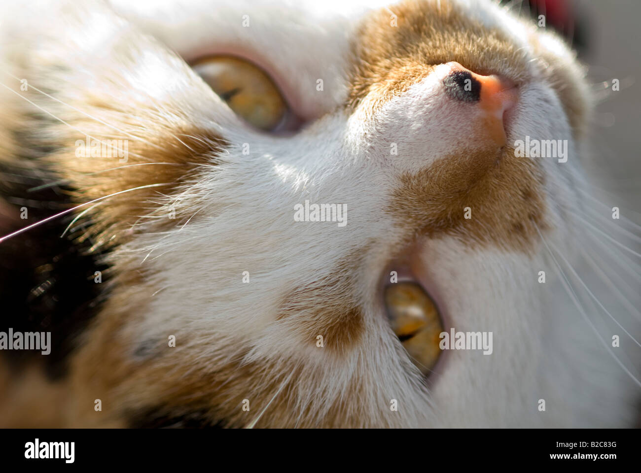 Horizontal macro close up of a domestic cat's face lying in the ...