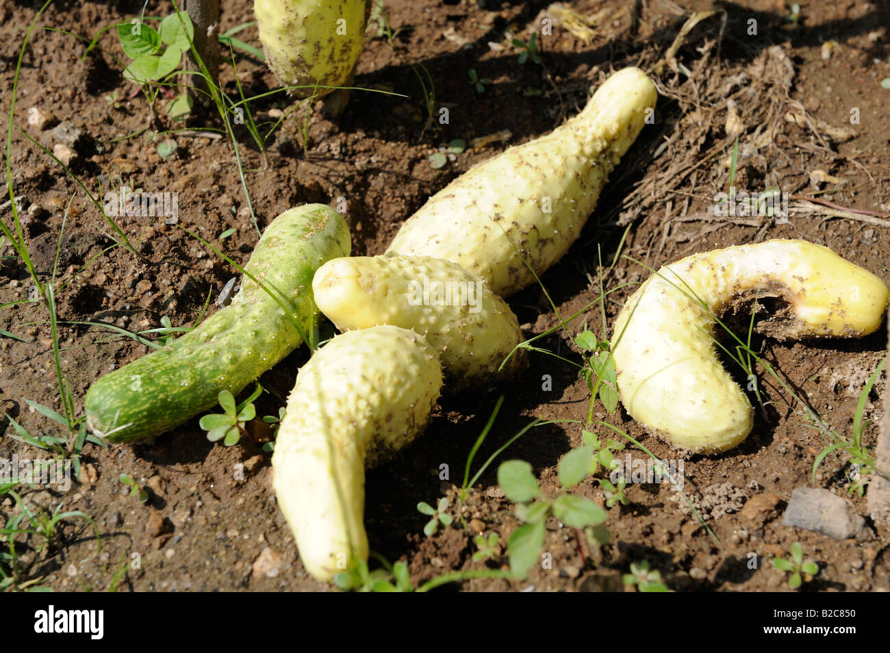 Rotten cucumber hi-res stock photography and images - Alamy