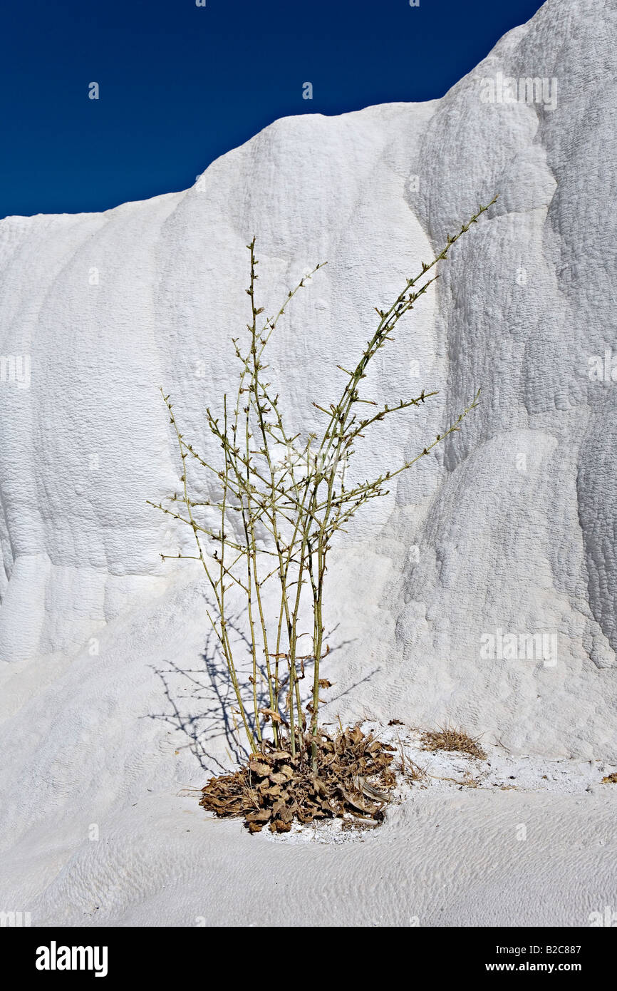 Cichorium inthybus hi-res stock photography and images - Alamy