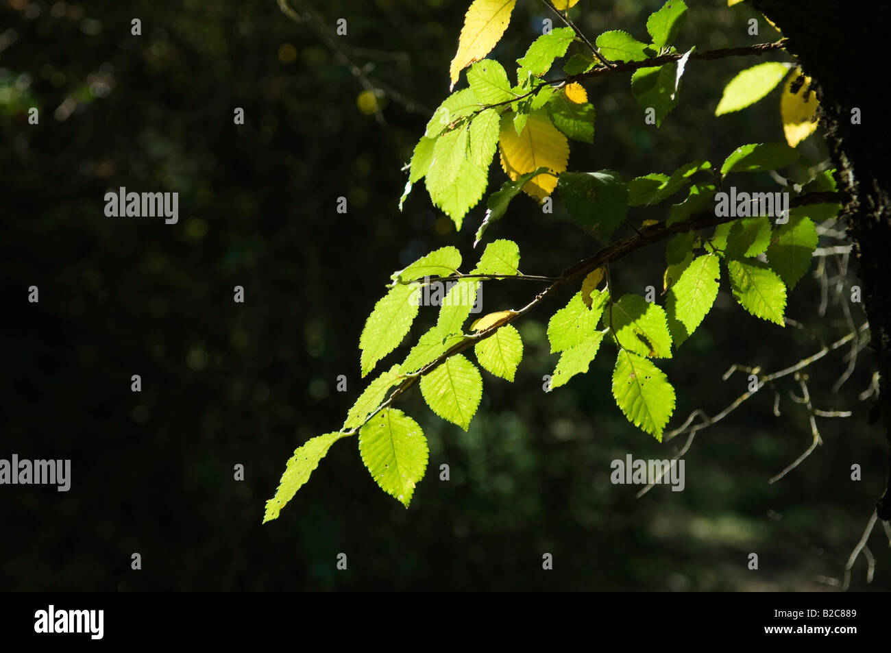 Backlit green foliage detail in the woods Stock Photo - Alamy