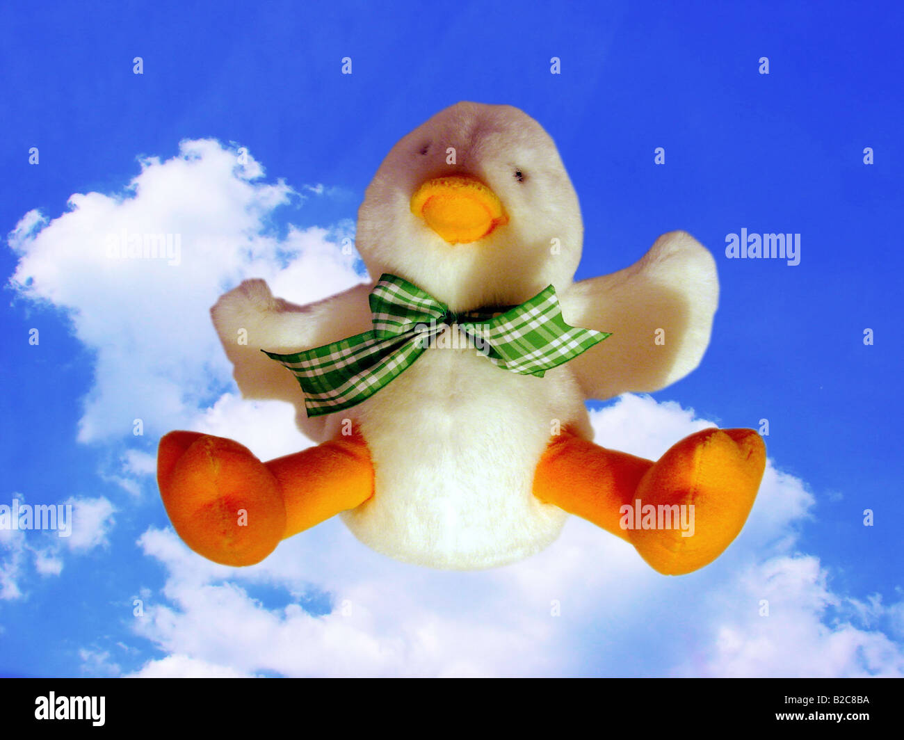 Flying Cuddly Duck Stock Photo - Alamy