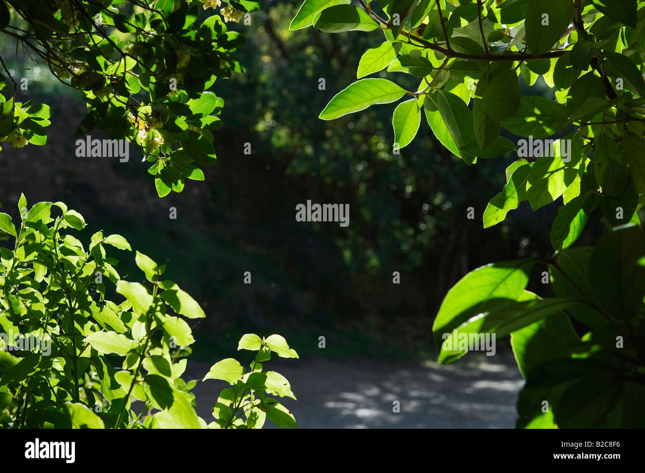 Backlit green foliage detail in the woods Stock Photo - Alamy
