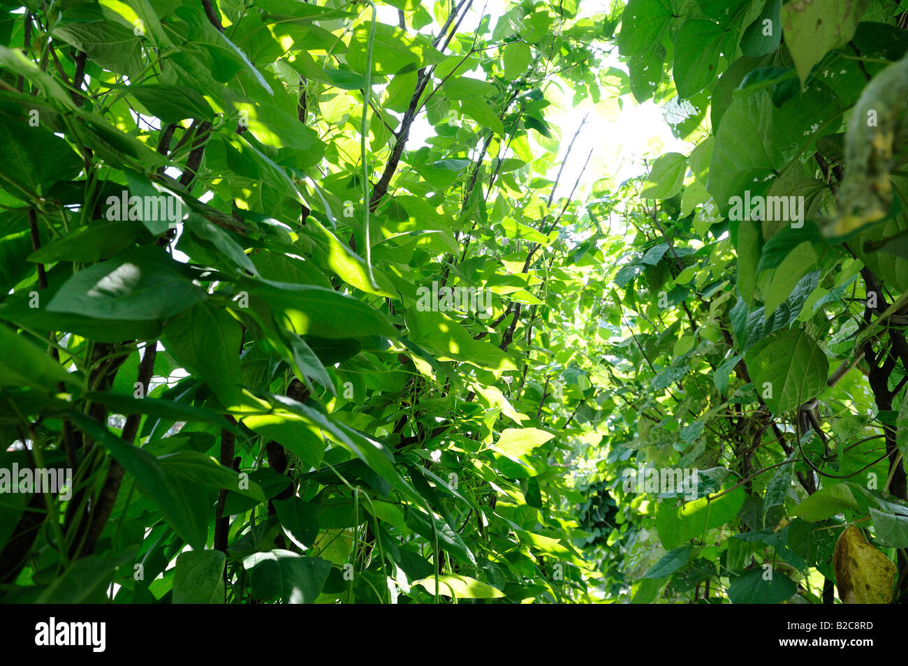 cowpea plant. 2008 Stock Photo - Alamy