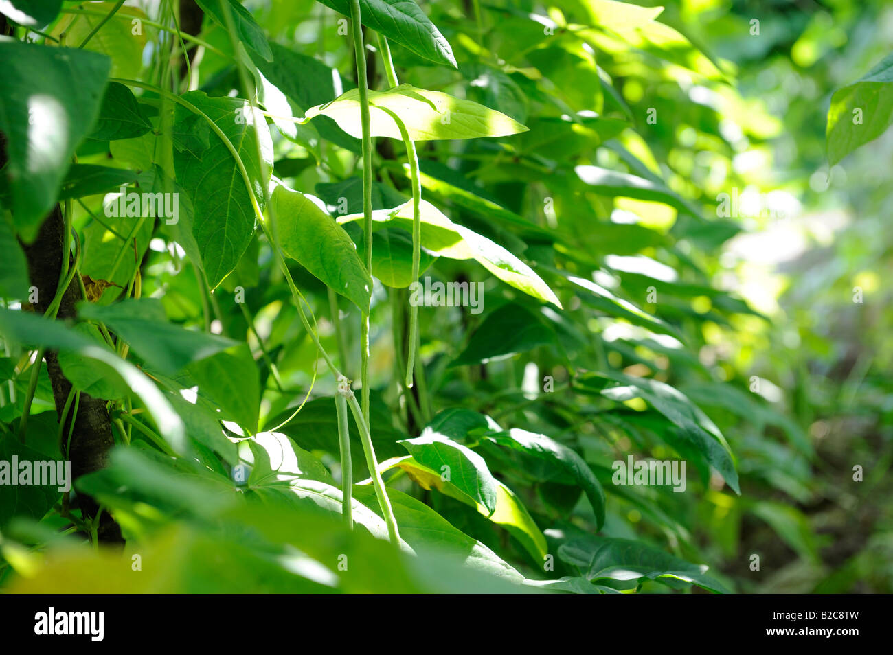 Cowpea plant hi-res stock photography and images - Alamy