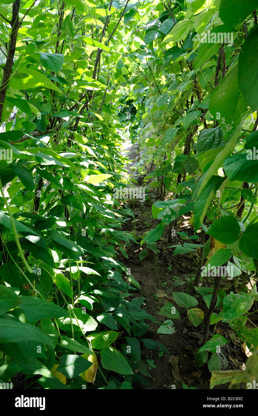 Cowpea hi-res stock photography and images - Alamy