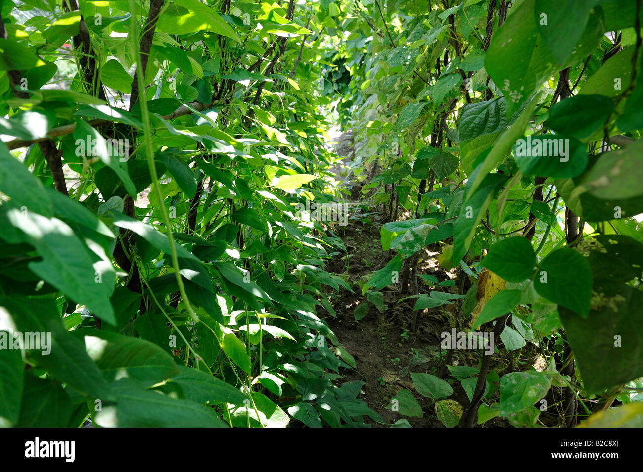 Cowpea plant hi-res stock photography and images - Alamy