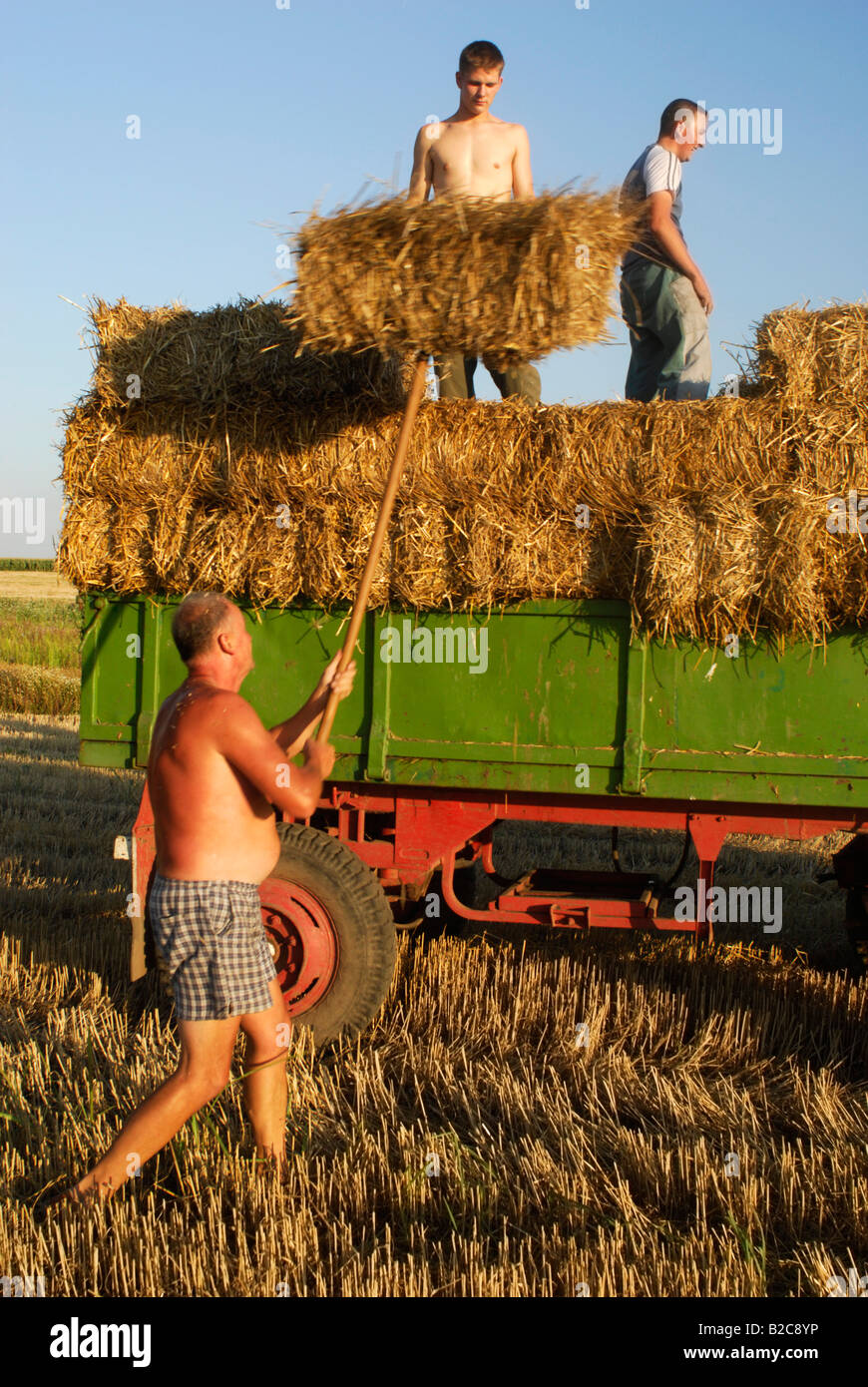 Farmer lifting bale straw tractor hi-res stock photography and images ...