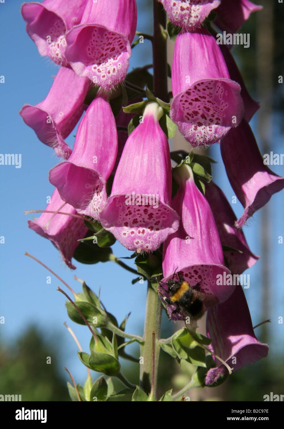 Fox Glove Digitalis purpurea in the black forest Stock Photo - Alamy