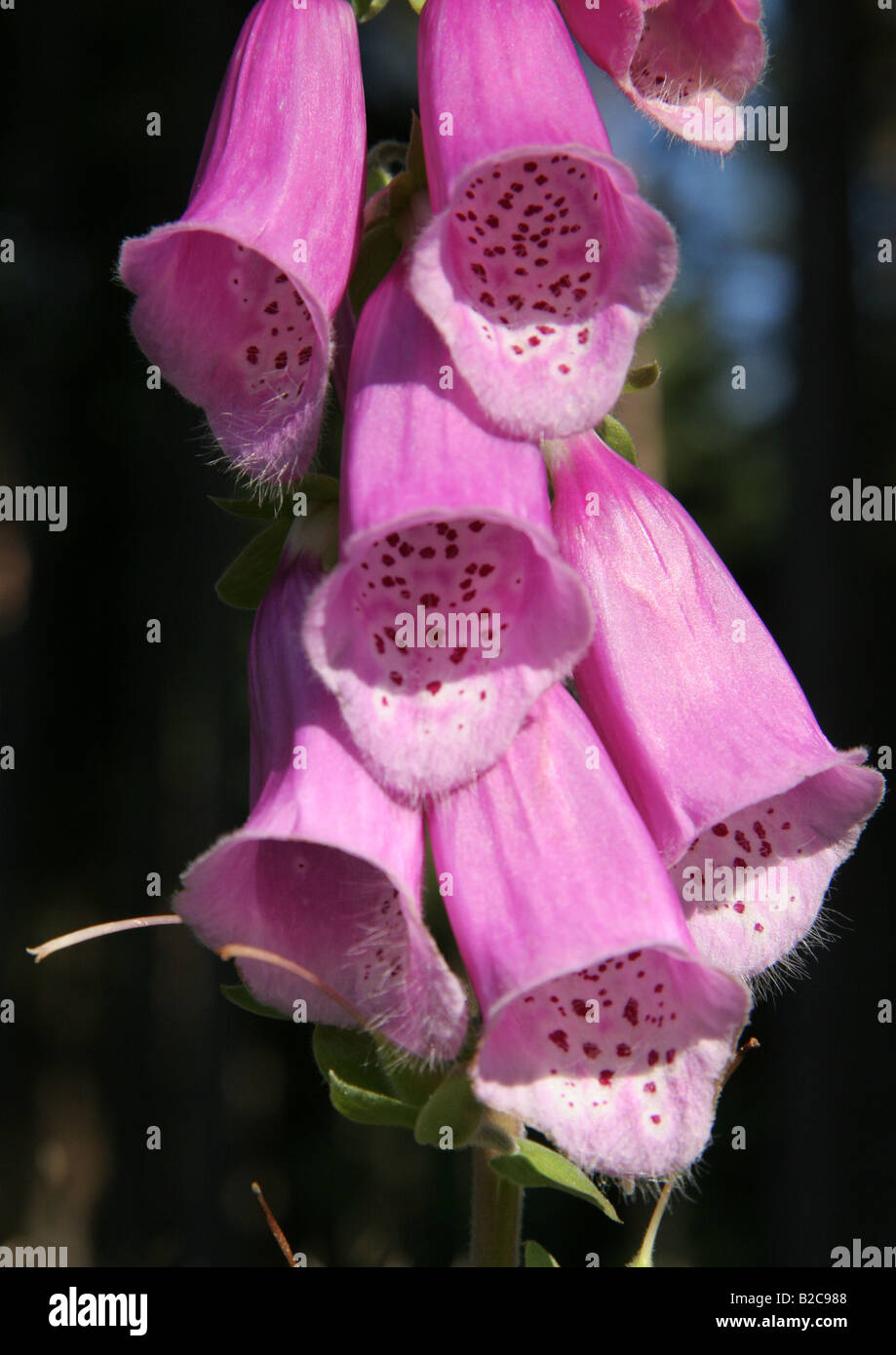 Fox Glove Digitalis purpurea in the black forest Stock Photo - Alamy