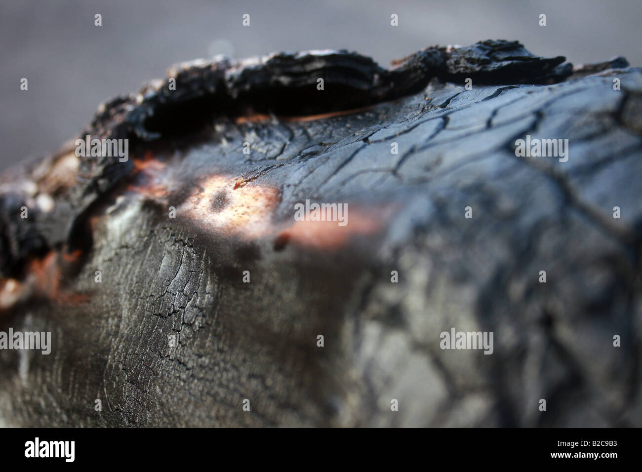 Close up of a burnt wood stump on a beach in Castlecliff, Wanganui, New ...