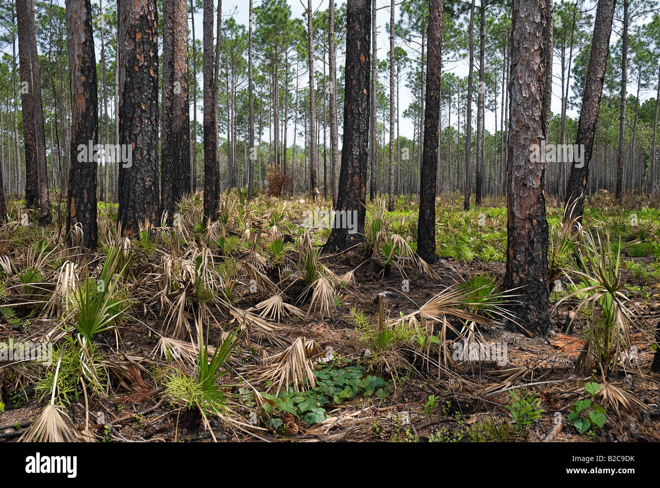 fire ravaged longleaf pine forest and saw palmetto understory North ...
