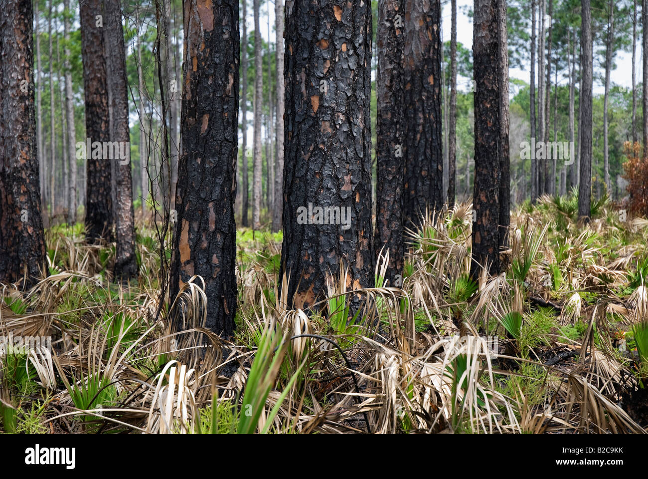 fire ravaged longleaf pine forest and saw palmetto understory North ...