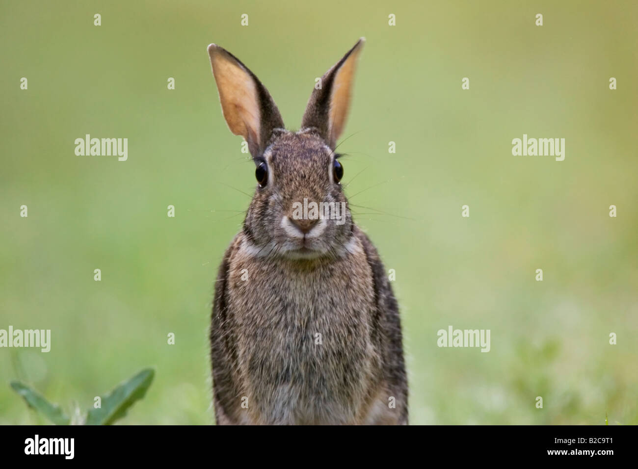 Cottontail hi-res stock photography and images - Alamy