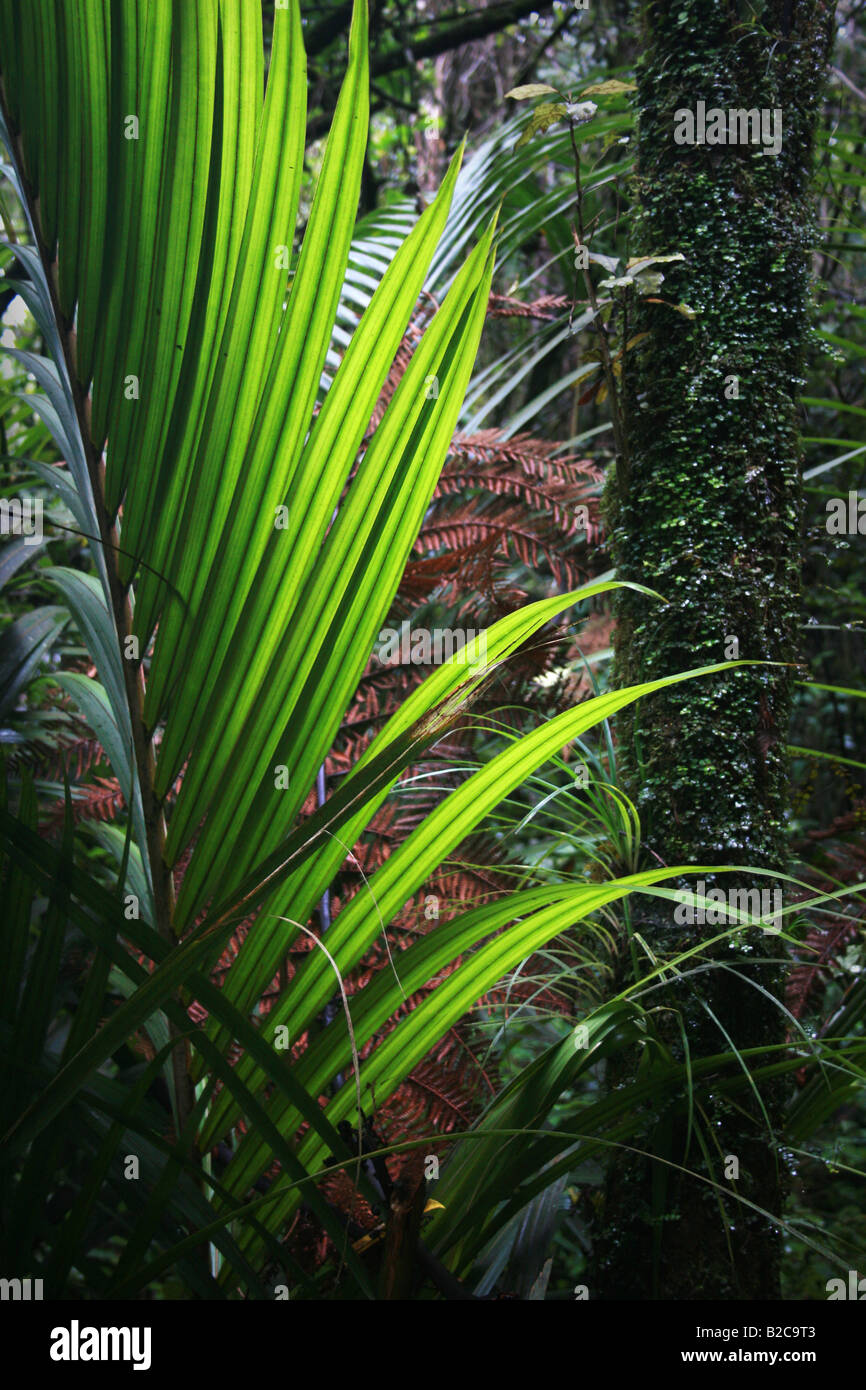 Green new zealand leaf hi-res stock photography and images - Alamy