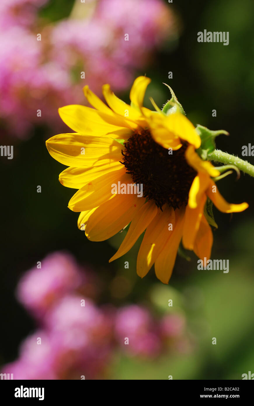 Mini sunflower hi-res stock photography and images - Alamy