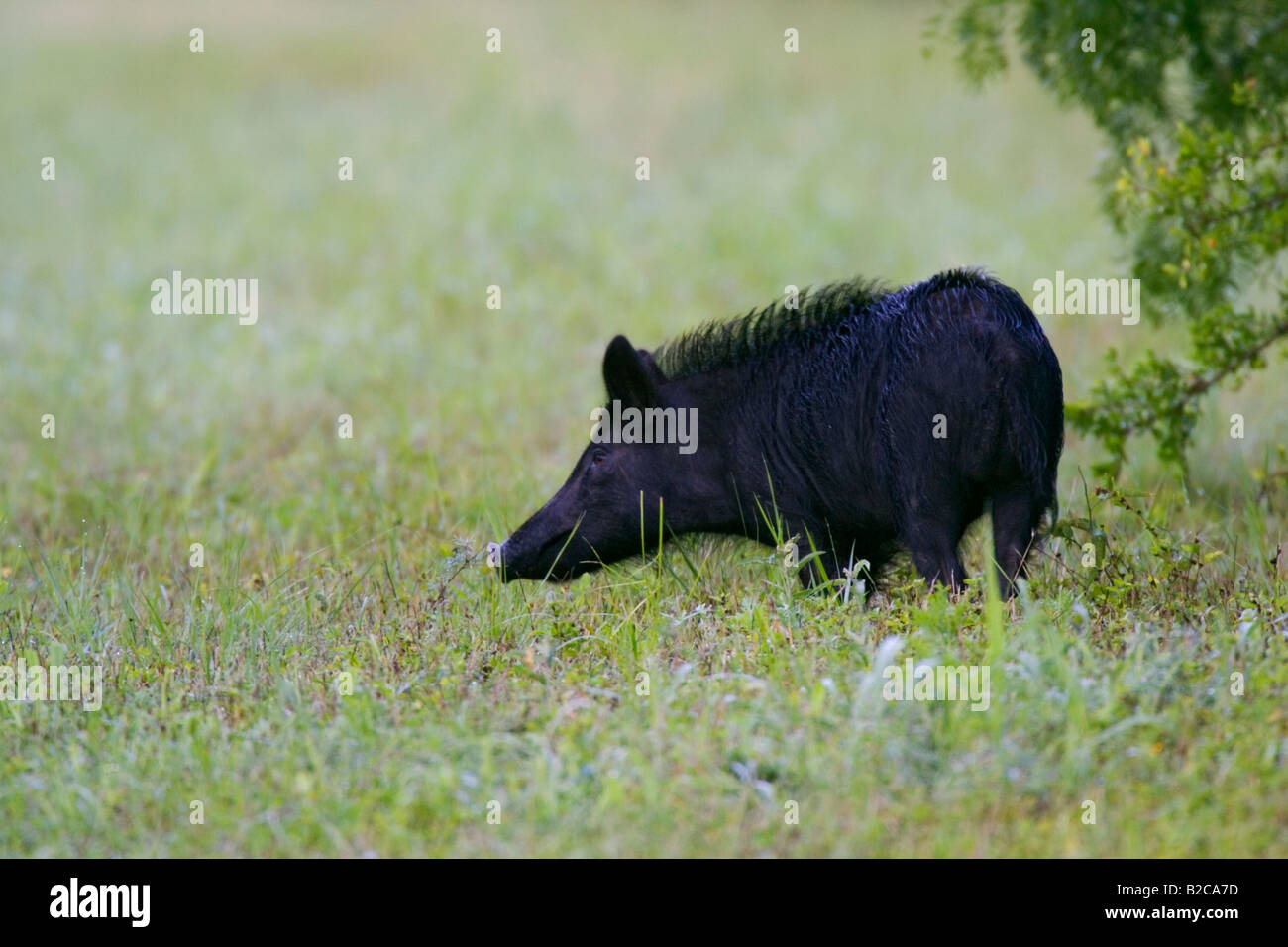 Feral hog hi-res stock photography and images - Alamy