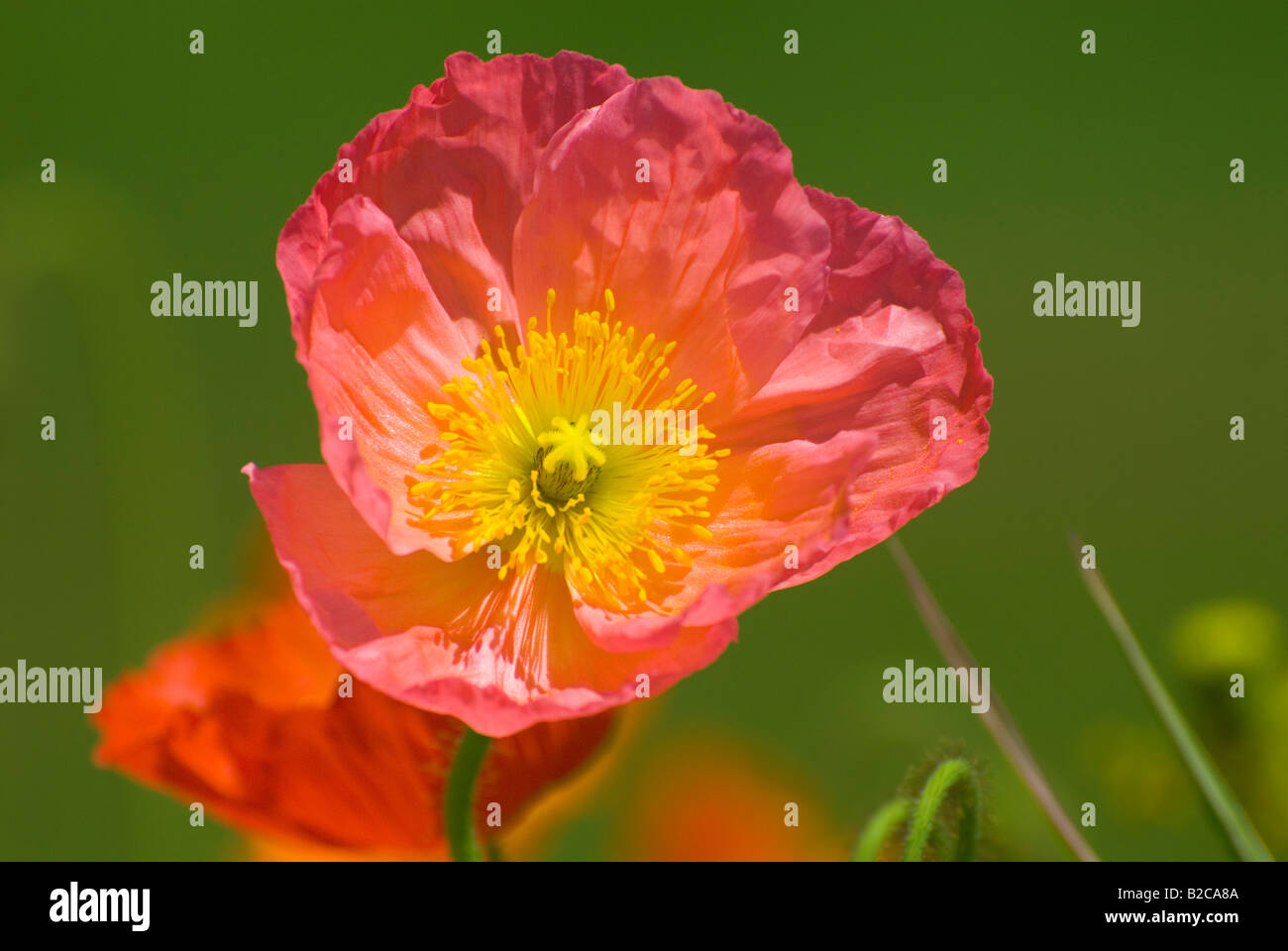 Closeup of Red and gold poppy Colorado alpine meadow Stock Photo - Alamy