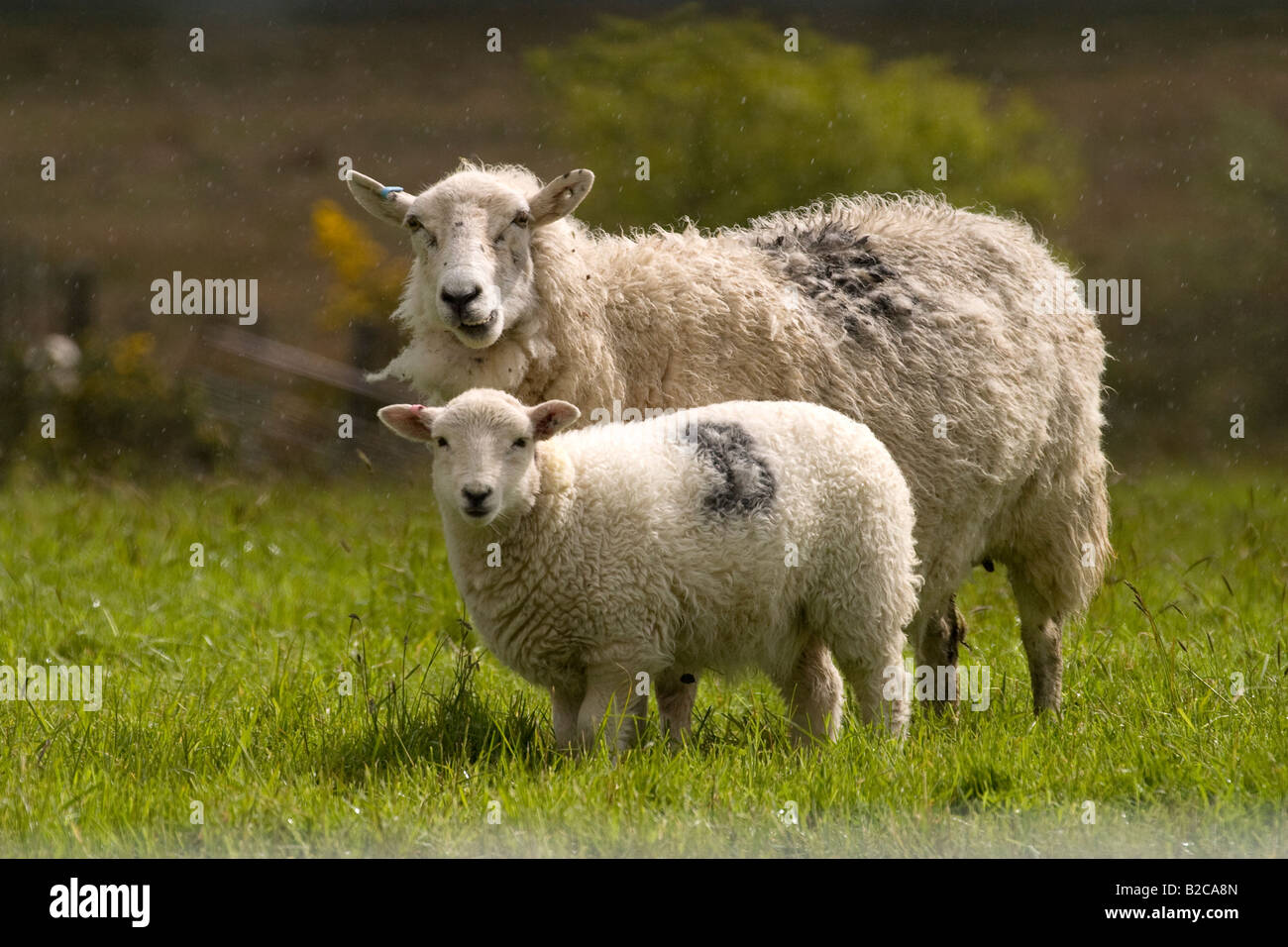 Welsh mountain White fleeced Sheep lying, standing in field, looking in ...