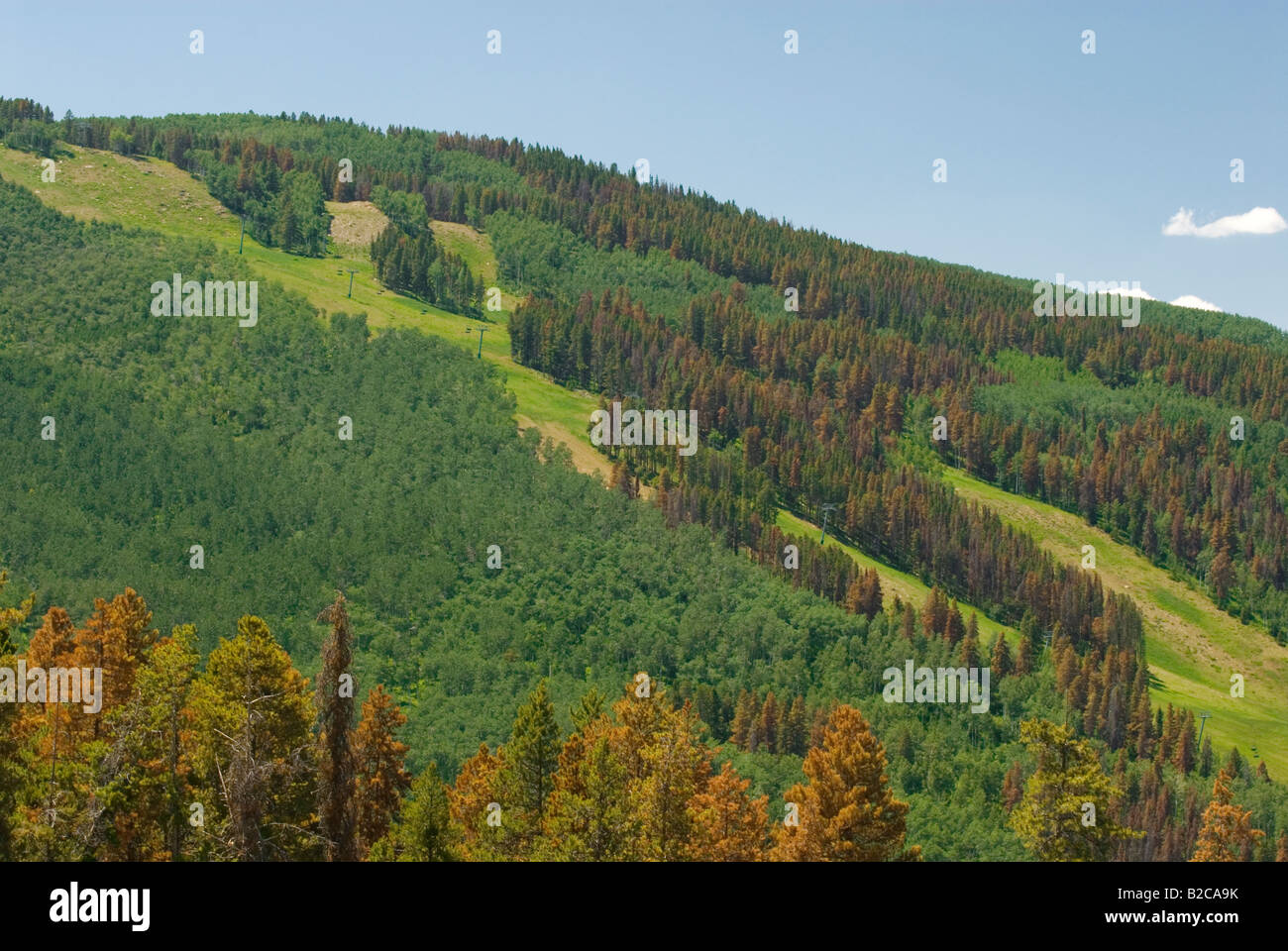 Diseased pine trees with Bark beetle infestation above Beaver Creek ...