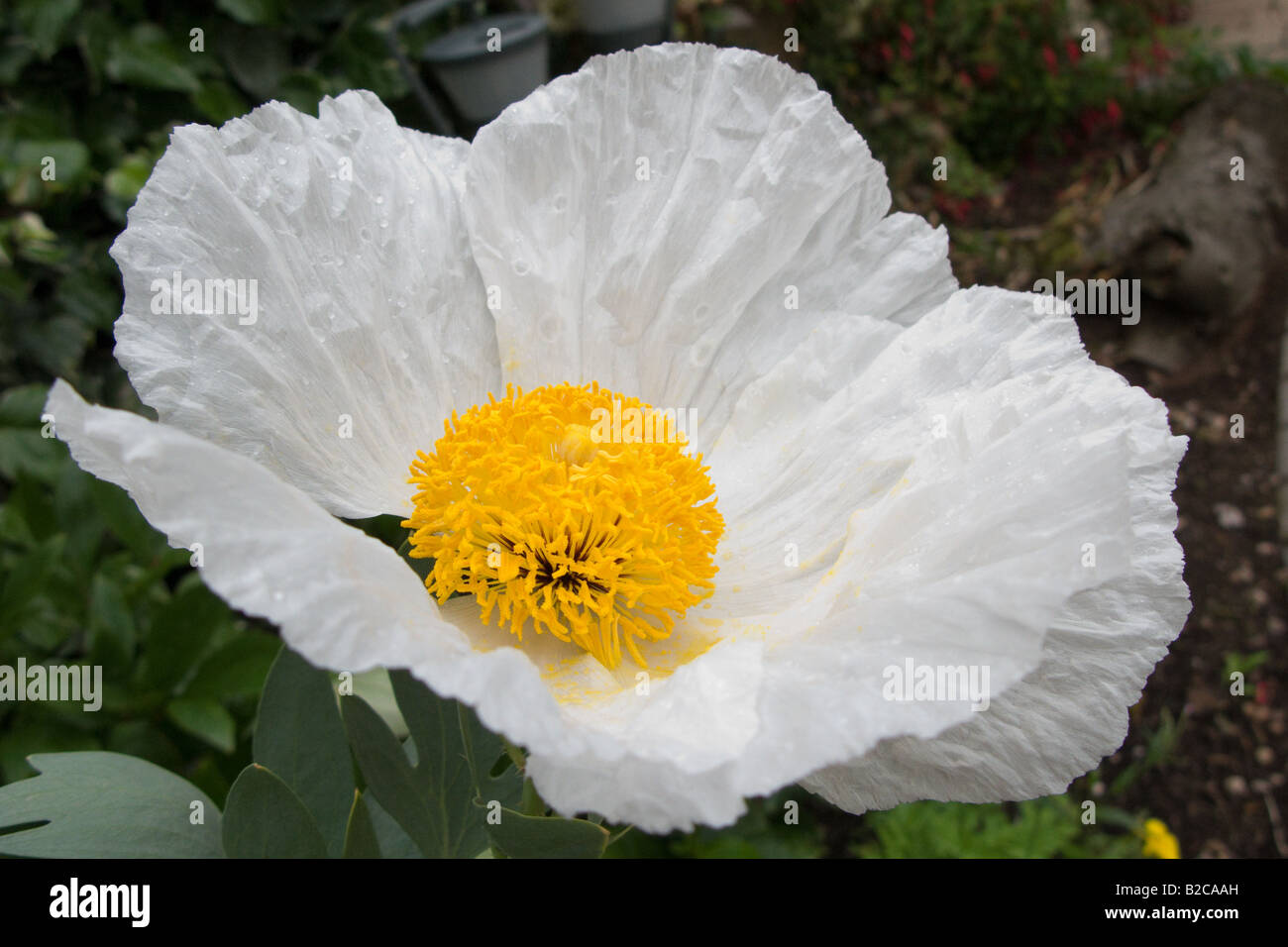 Californian tree poppy plant hi-res stock photography and images - Alamy