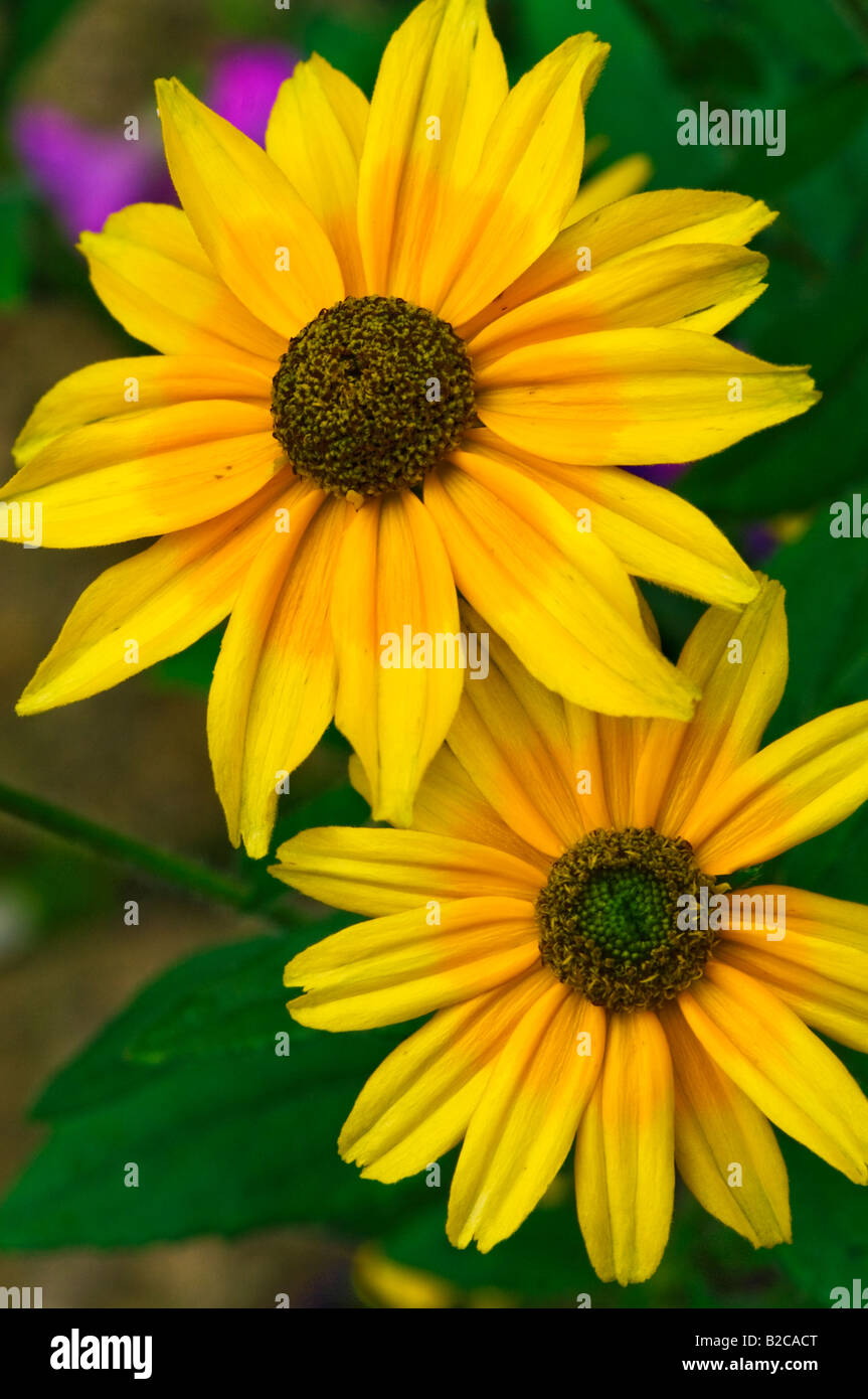 Yellow flower with brown center hi-res stock photography and images - Alamy
