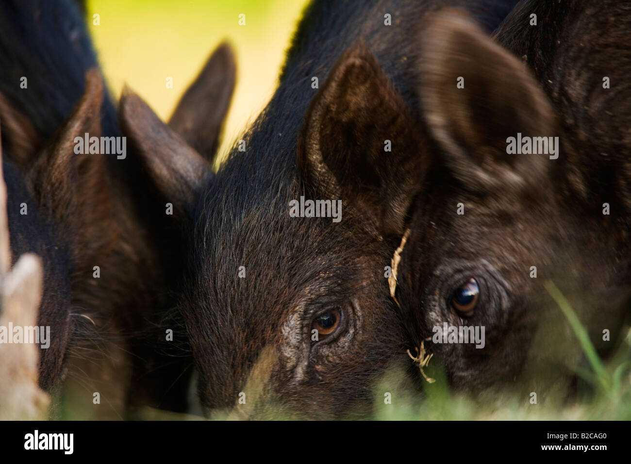 Feral hog hi-res stock photography and images - Alamy