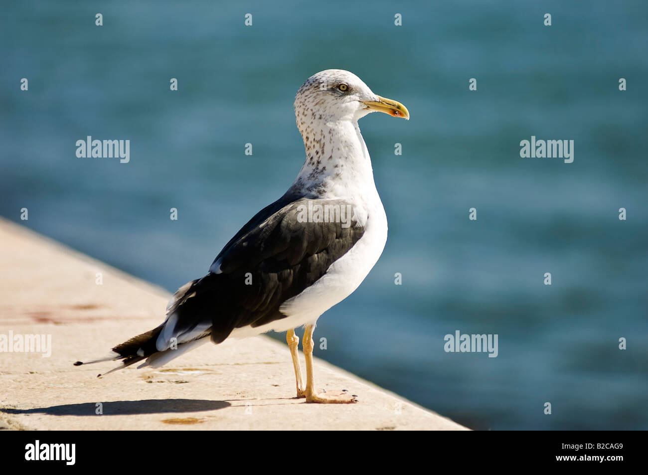 A lone seagull stands on a concrete ledge looking out to sea Stock ...