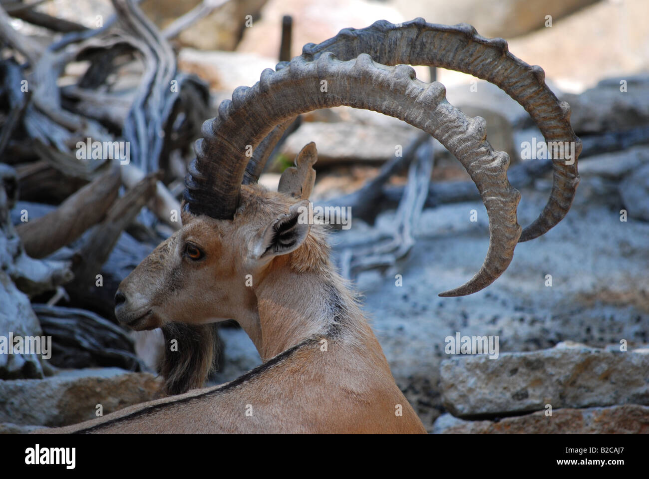 Ibex hi-res stock photography and images - Alamy