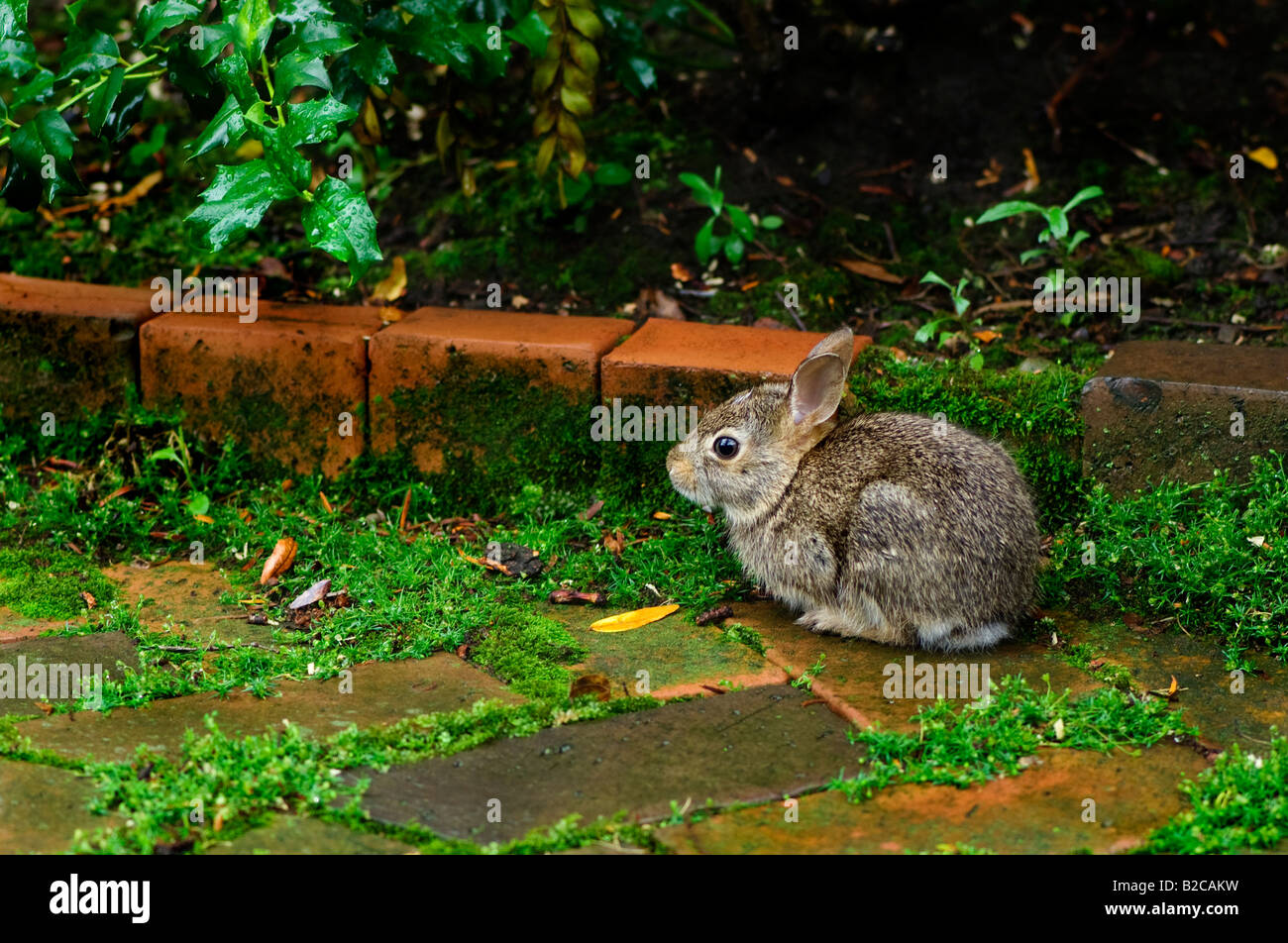 Wet rain drenched leaves hang in front of a young baby rabbit in the ...