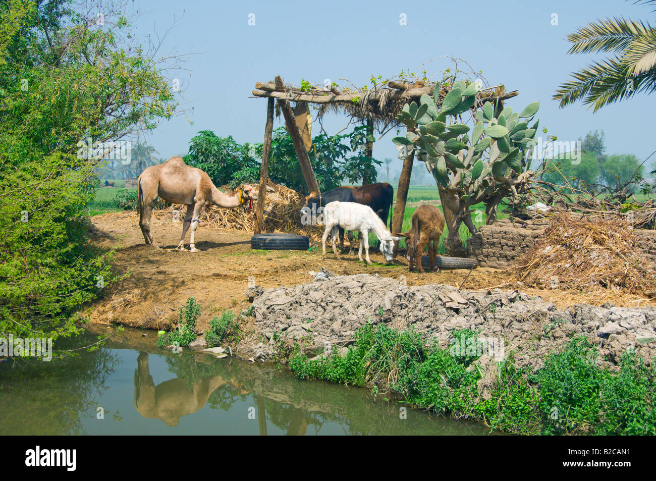 The El Fayoum countryside depicting rural life in Egypt Stock Photo - Alamy