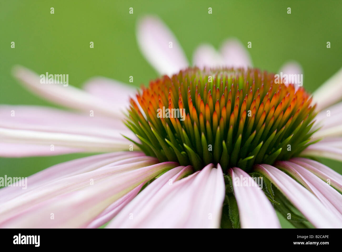 Cone shaped inflorescence hi-res stock photography and images - Alamy