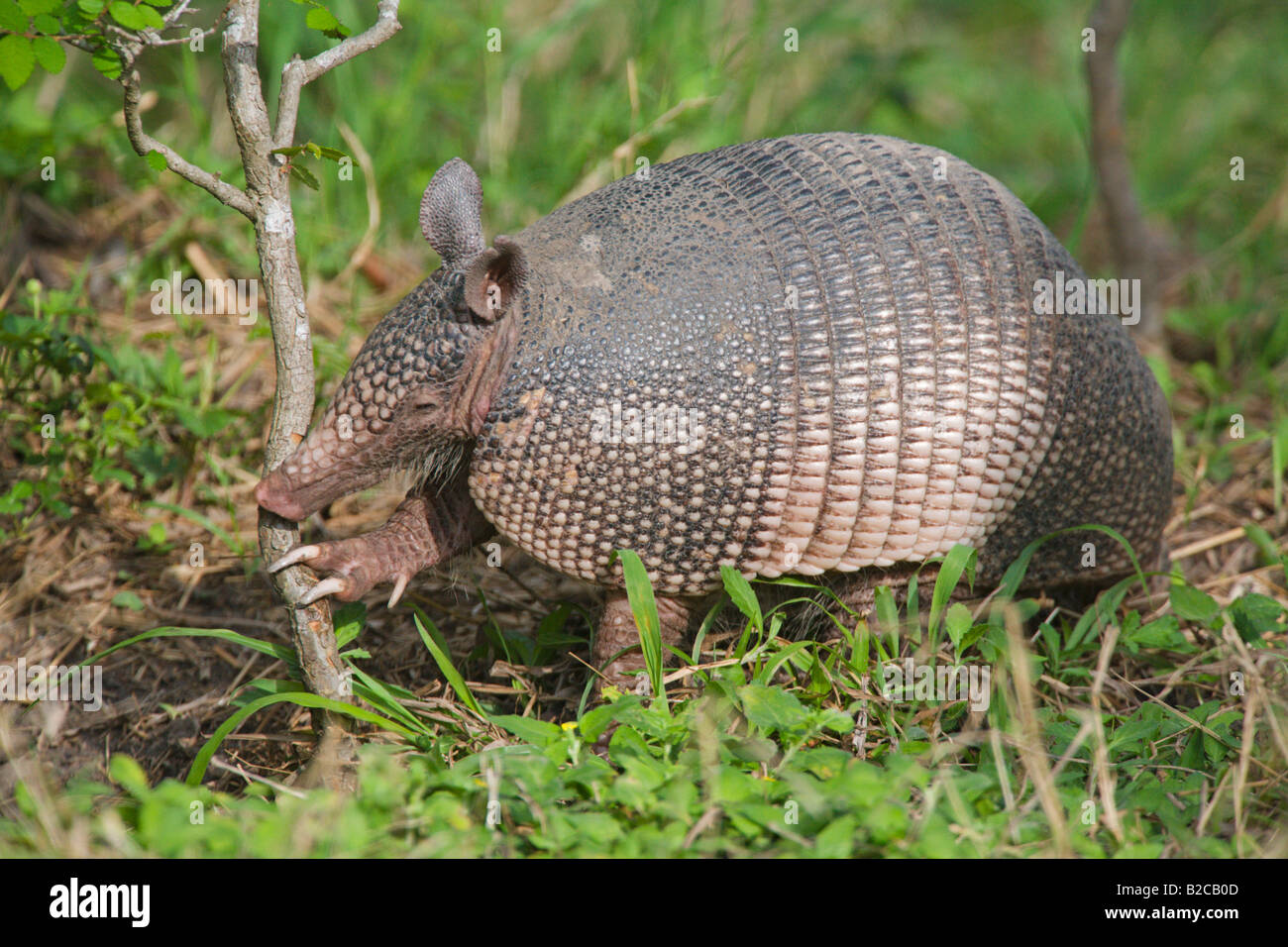 Nine banded armadillo hi-res stock photography and images - Alamy