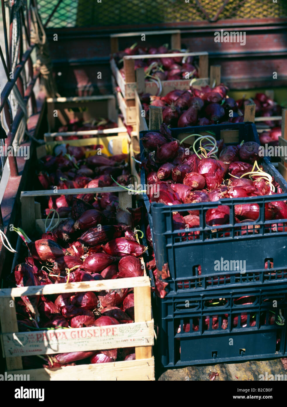 The famous red onions of Tropea Calabria Italy Stock Photo - Alamy