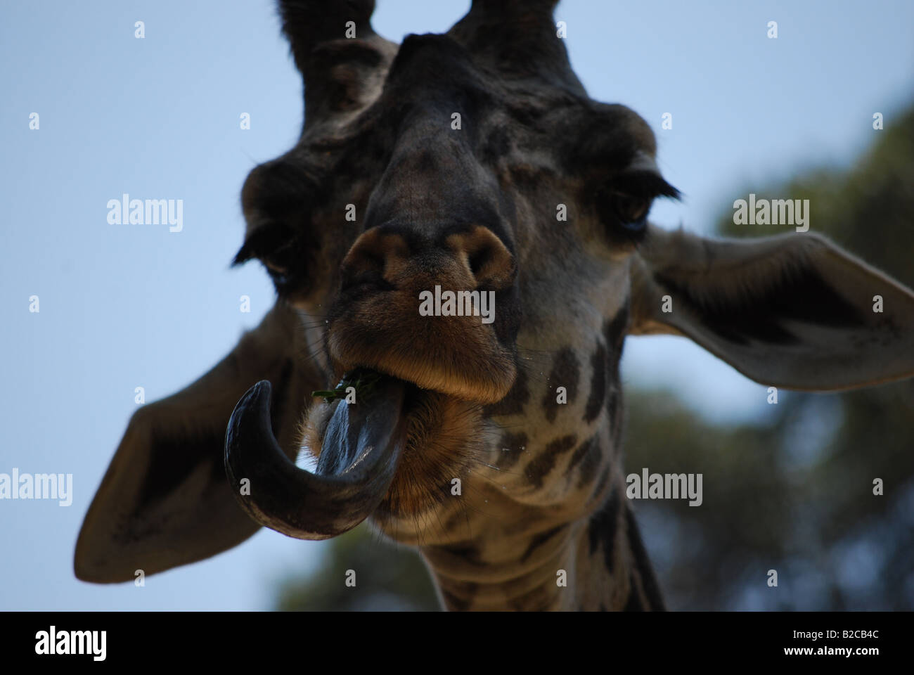 A Young Giraffe (Giraffa camelopardalis) Making a Funny Face Stock ...