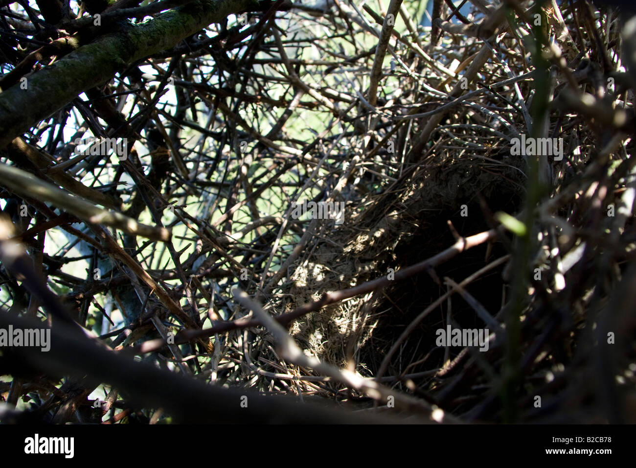 Magpie bird uk nest hi-res stock photography and images - Alamy
