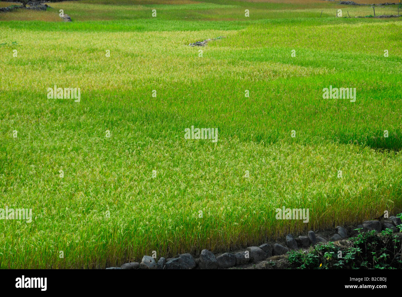 Philippines rice field hi-res stock photography and images - Alamy