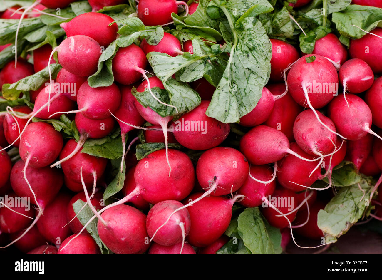 Red radishes stacked up for sale at a farmers market Stock Photo - Alamy