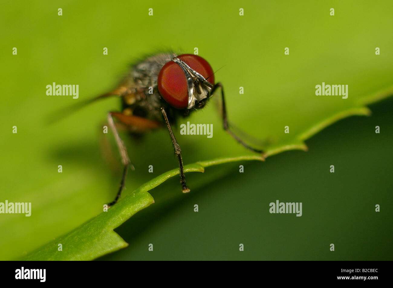 Macro close up image of a fly Stock Photo - Alamy