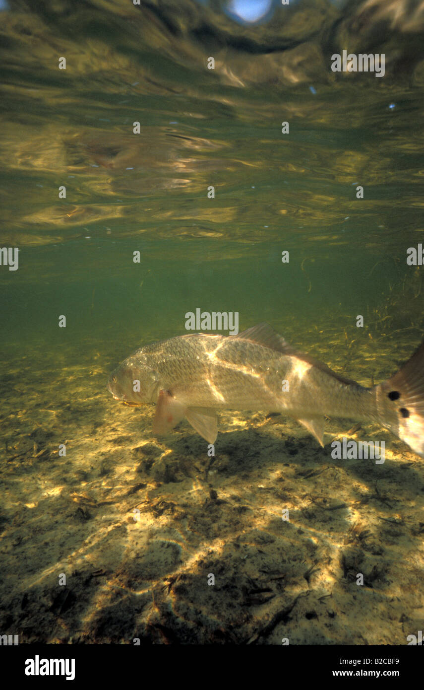 Red drum redfish underwater gamefish portrait closeup saltwater shallow ...