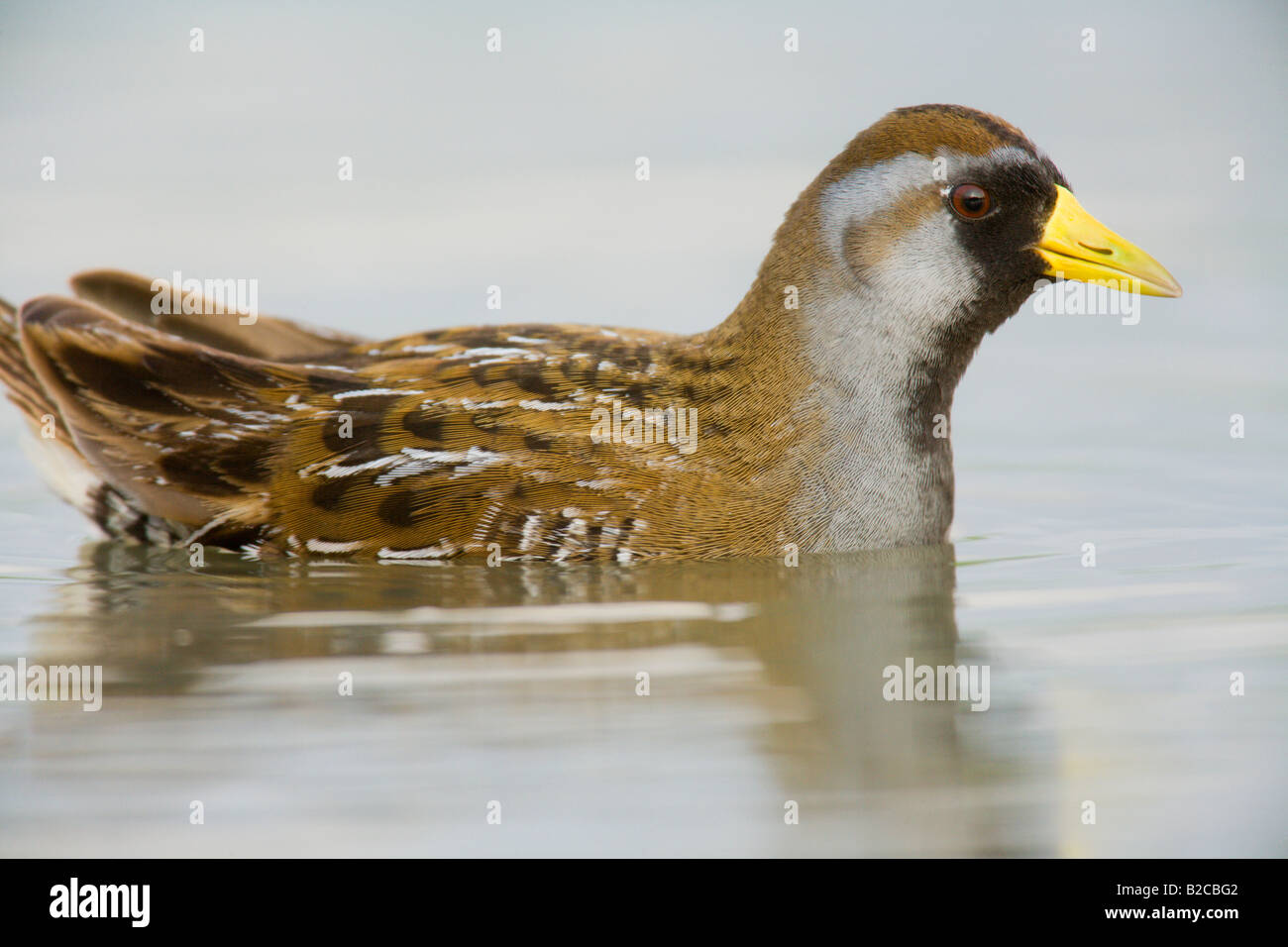 Rail bird sora marsh hi-res stock photography and images - Alamy